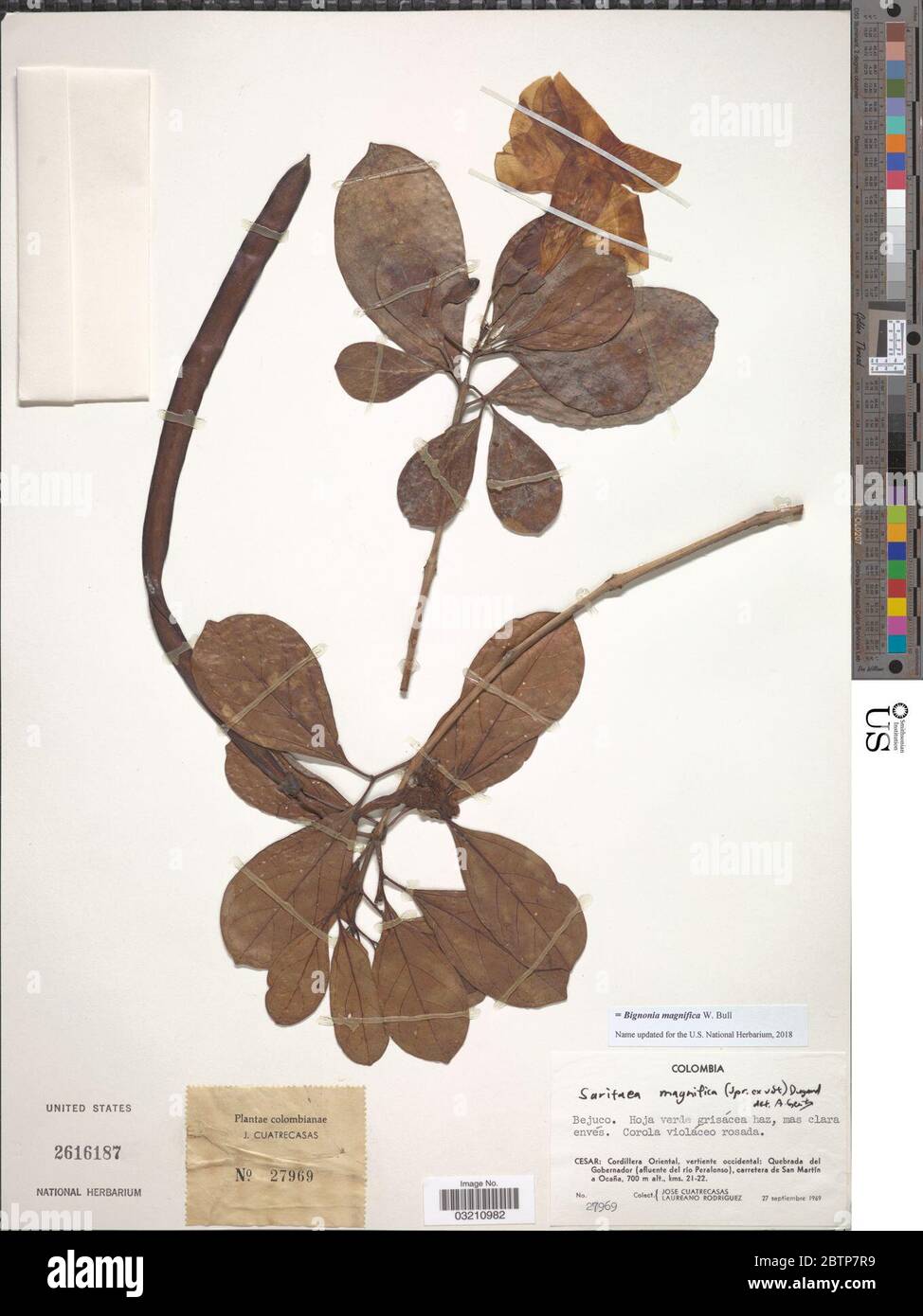 Bignonia magnifica hi-res stock photography and images - Alamy