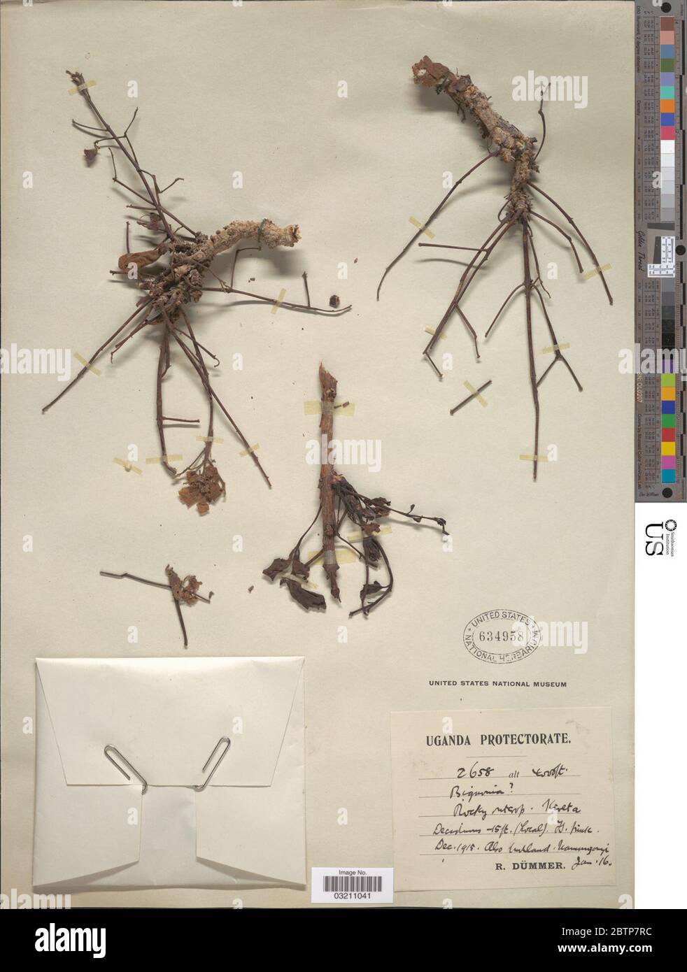 Bignonia sp hi-res stock photography and images - Alamy