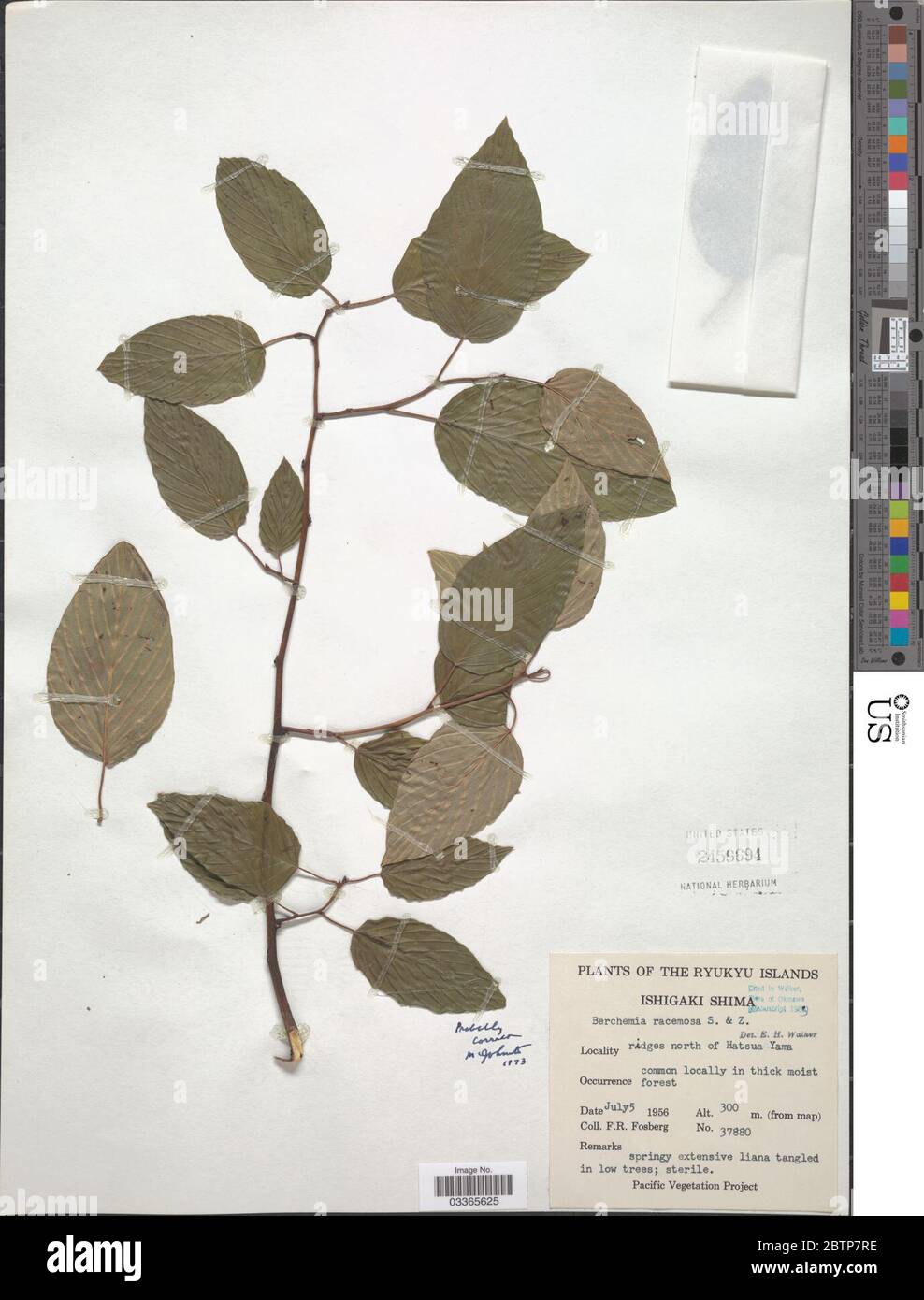 S racemosa hi-res stock photography and images - Alamy