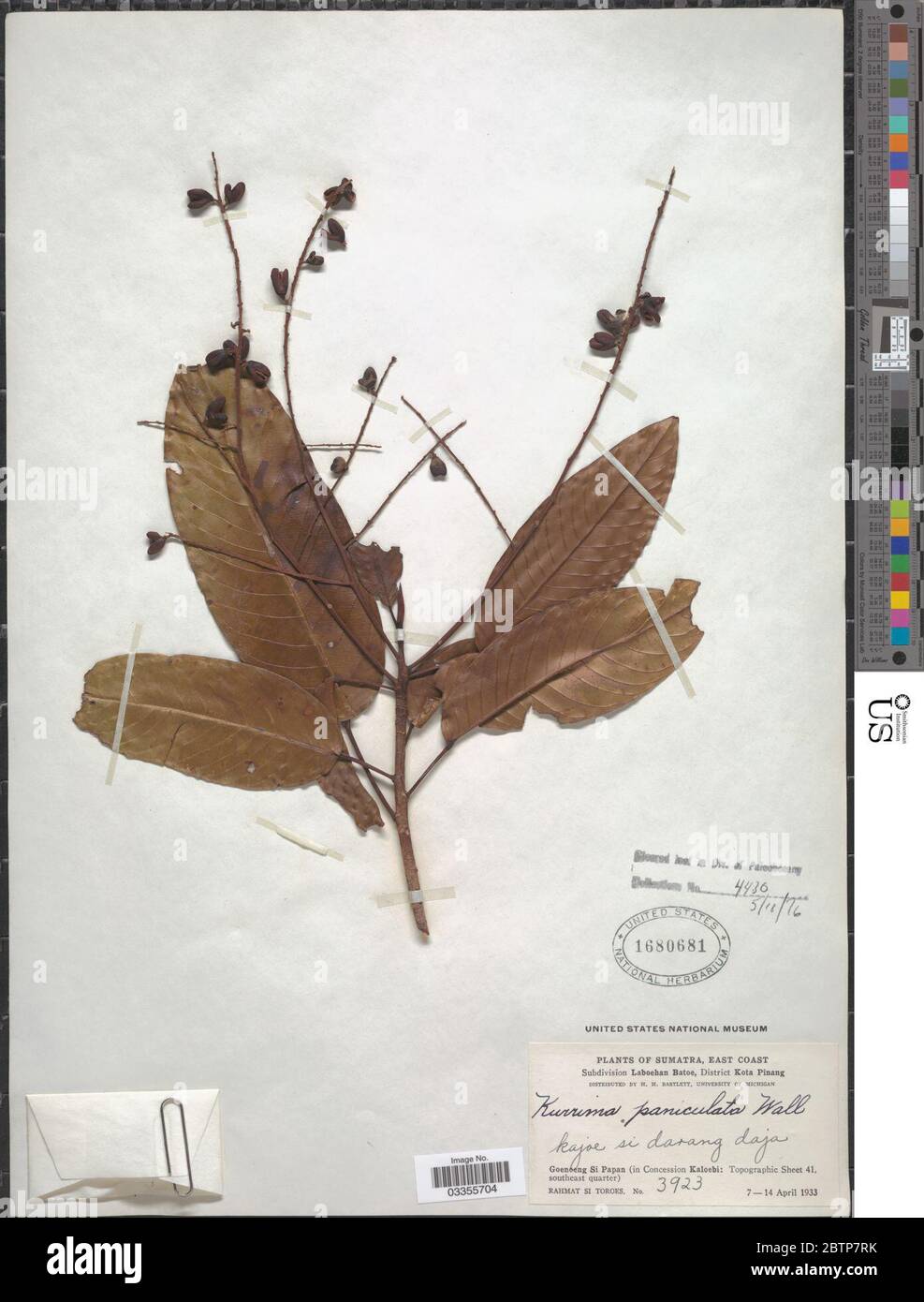 Bhesa paniculata Wall Arn Stock Photo - Alamy