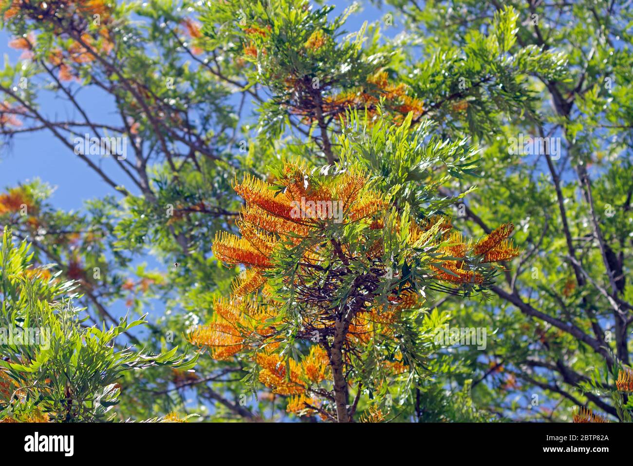 Silky oak tree (grevillea robusta) flowering in Northern Sardinia Stock ...