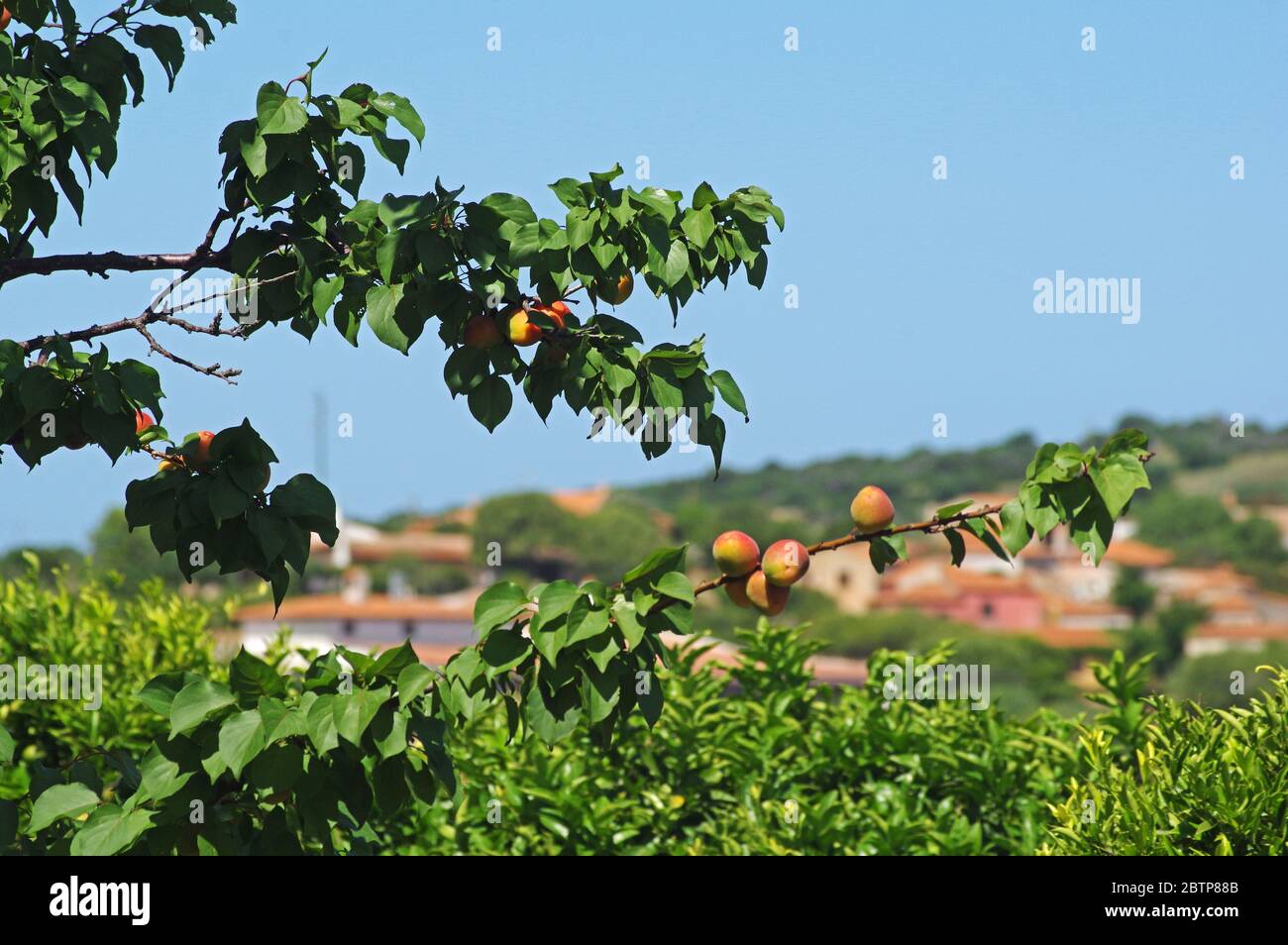 Apricot tree fruit hi-res stock photography and images - Alamy
