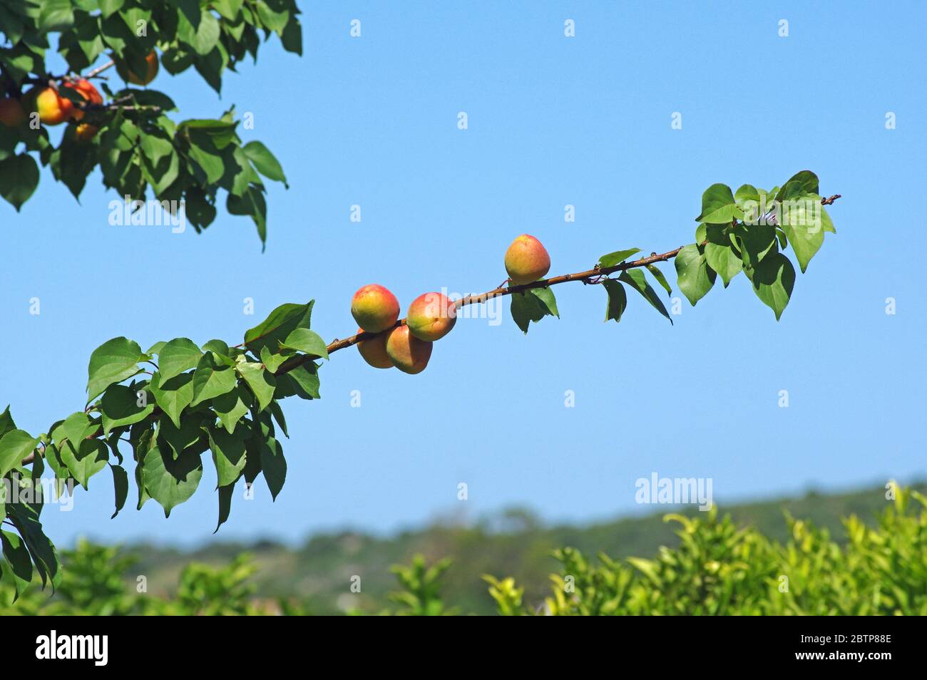 Apricot tree fruit hi-res stock photography and images - Alamy