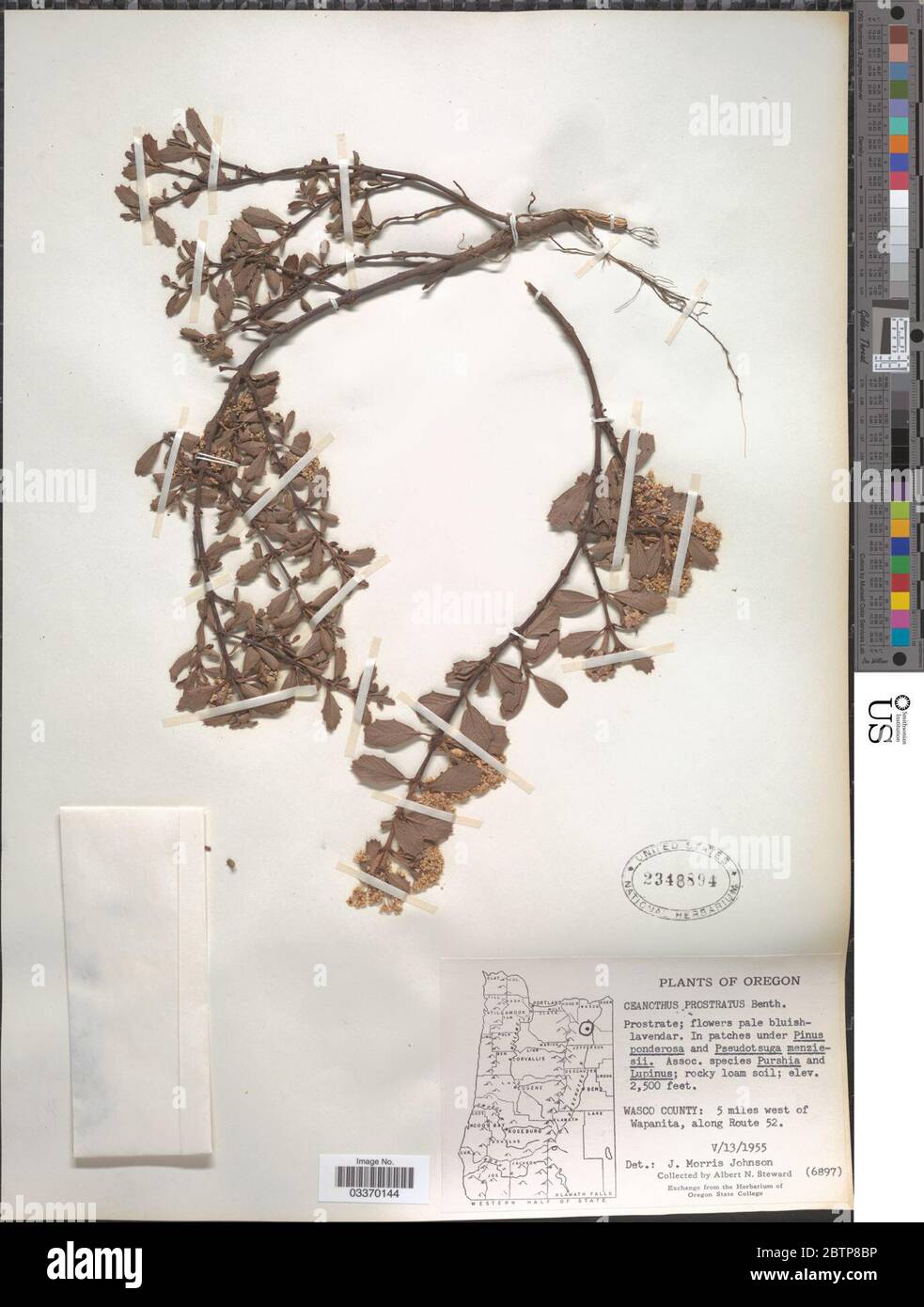 Ceanothus prostratus Benth Stock Photo - Alamy