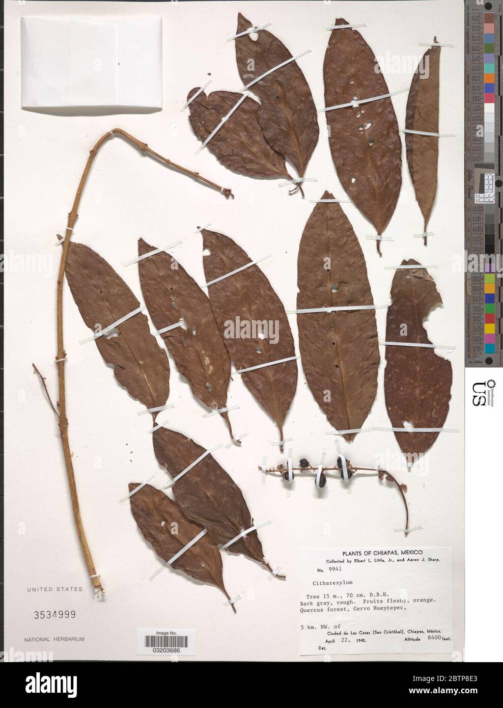 Citharexylum hi-res stock photography and images - Alamy