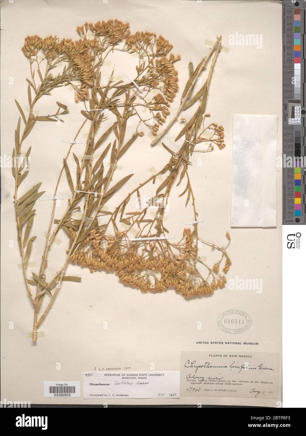 Chrysothamnus linifolius Greene Stock Photo - Alamy