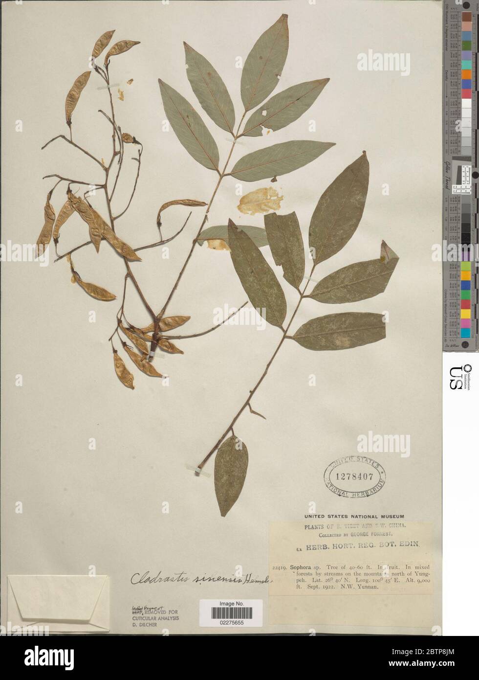 Cladrastis sinensis hi-res stock photography and images - Alamy