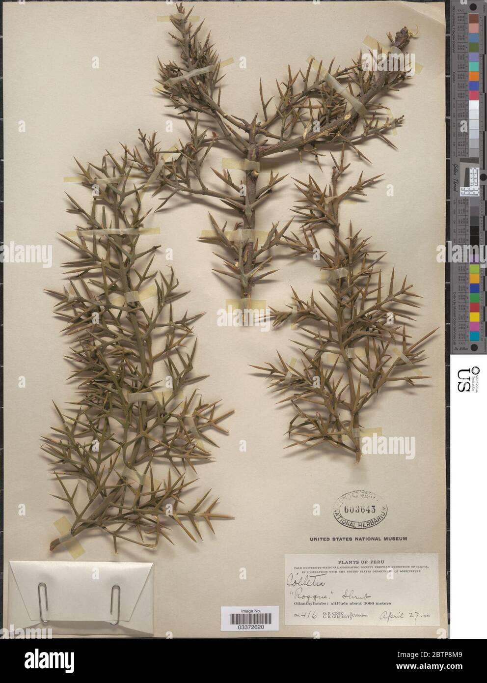 Colletia hi-res stock photography and images - Alamy