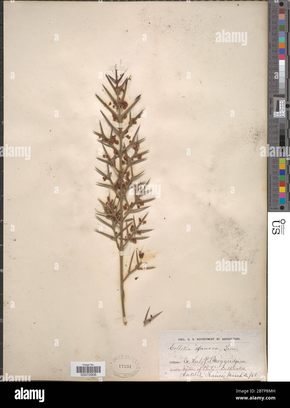 Colletia hi-res stock photography and images - Alamy