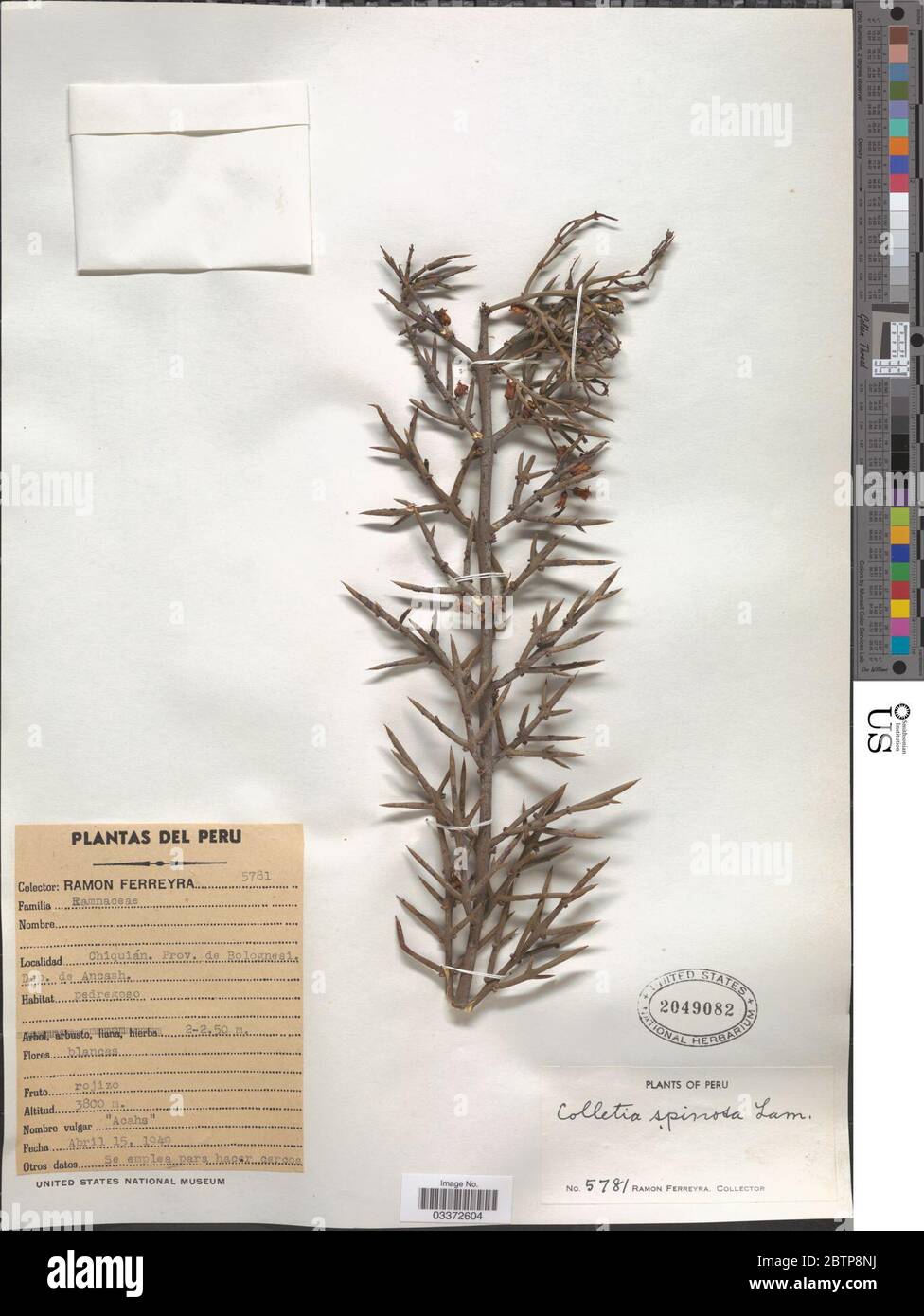 Colletia hi-res stock photography and images - Alamy