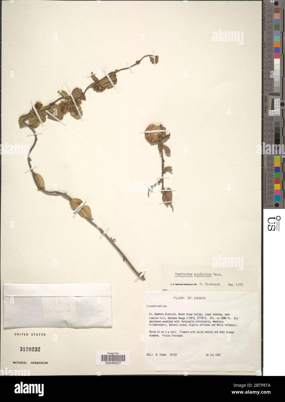 Combretum aculeatum Vent Stock Photo - Alamy