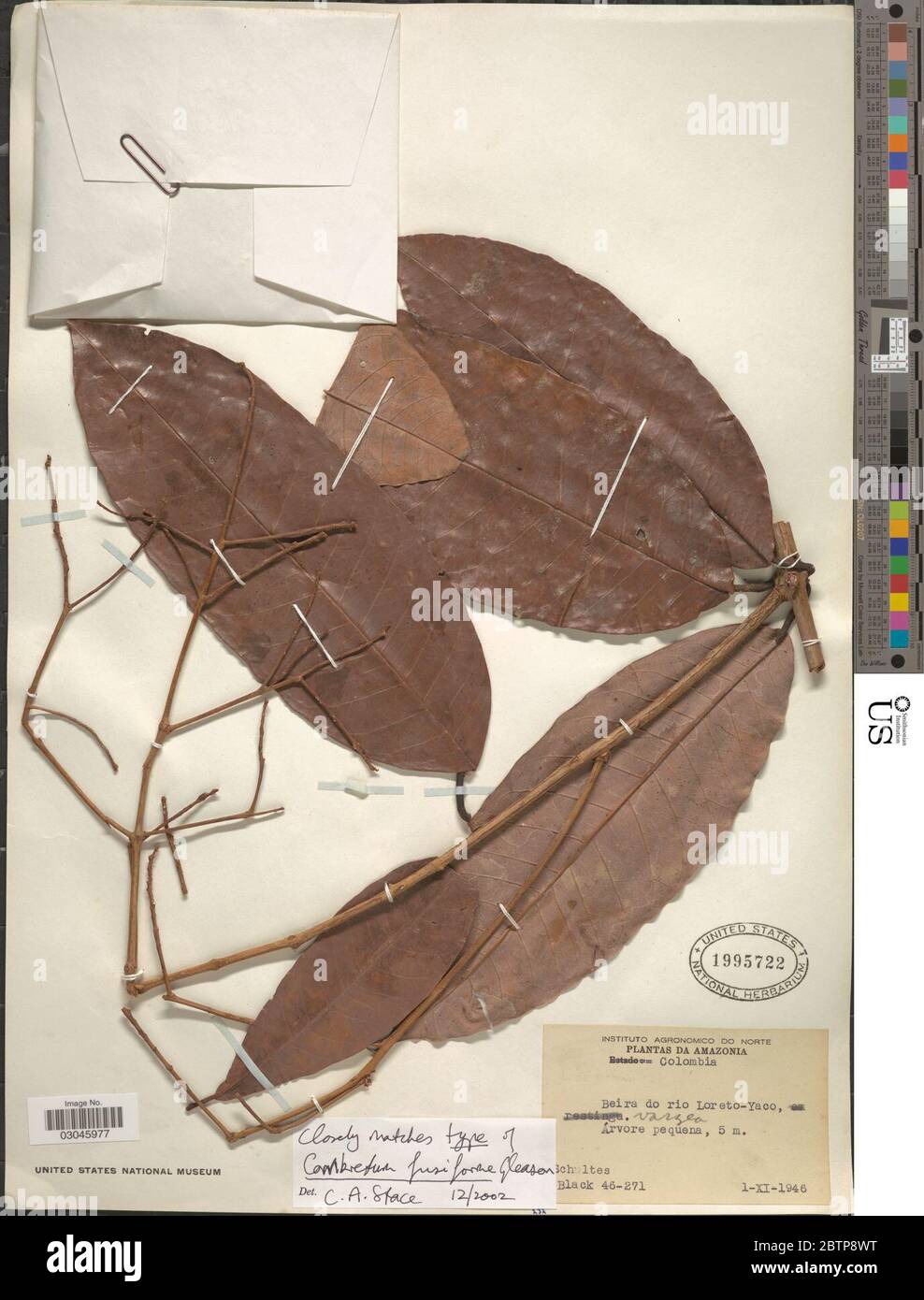 Fusiforme hi-res stock photography and images - Alamy