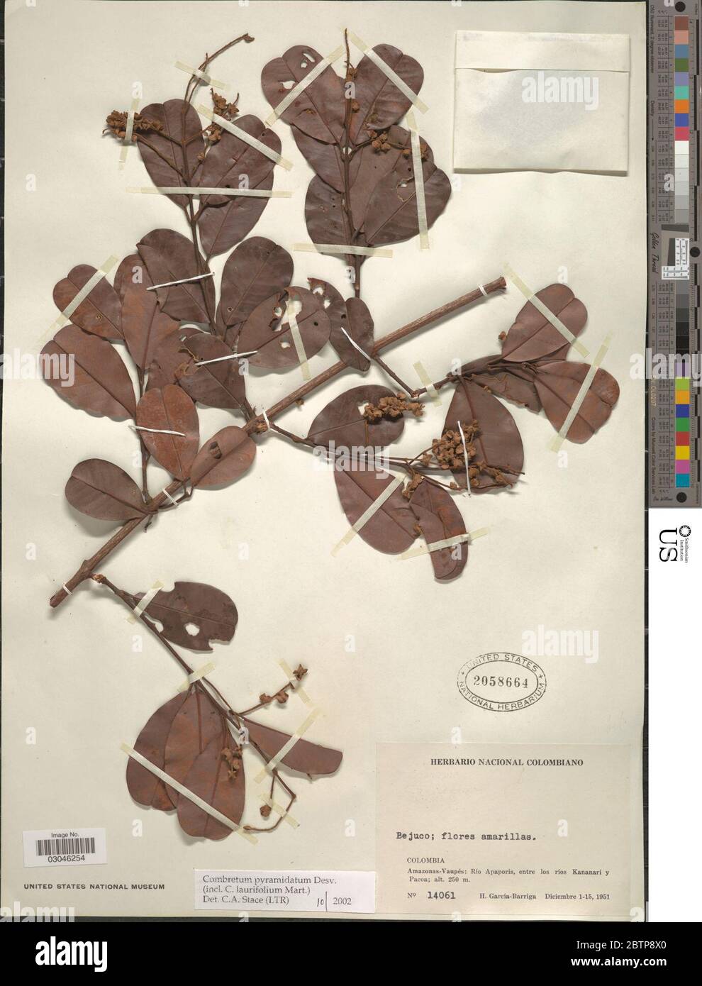 Combretum pyramidatum Desv Stock Photo - Alamy