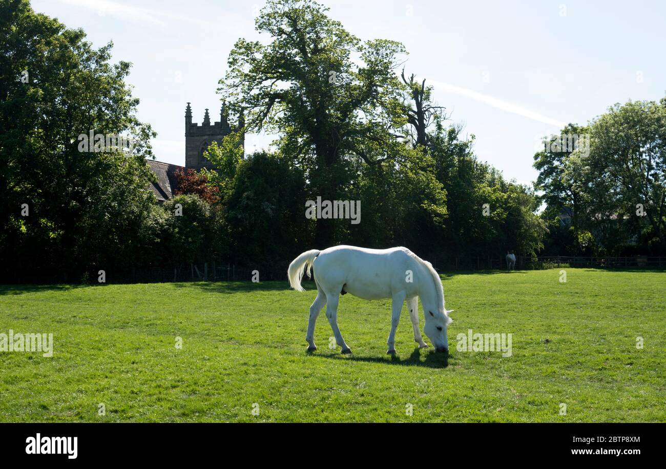 A grey horse in a field with St. Michael`s Church in distance ...