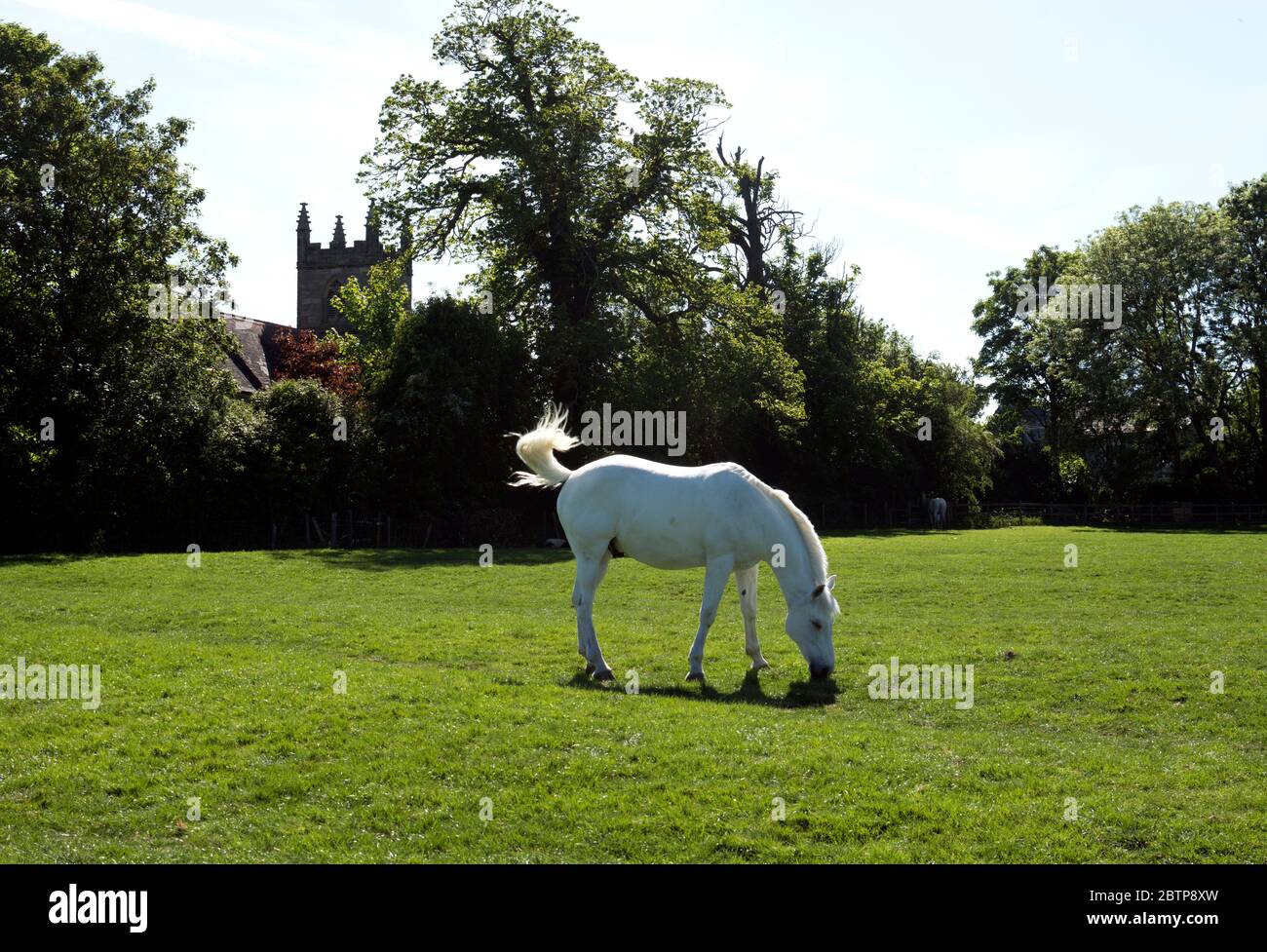 A grey horse in a field with St. Michael`s Church in distance ...