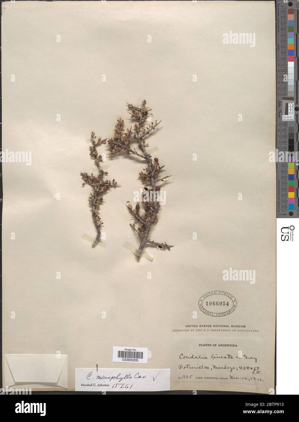 Condalia microphylla hi-res stock photography and images - Alamy