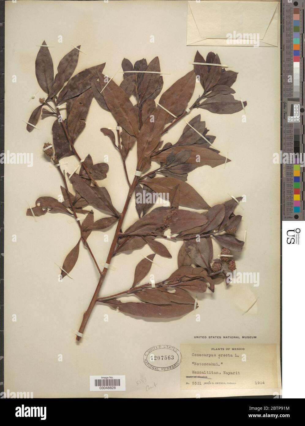 Conocarpus erecta L Stock Photo - Alamy