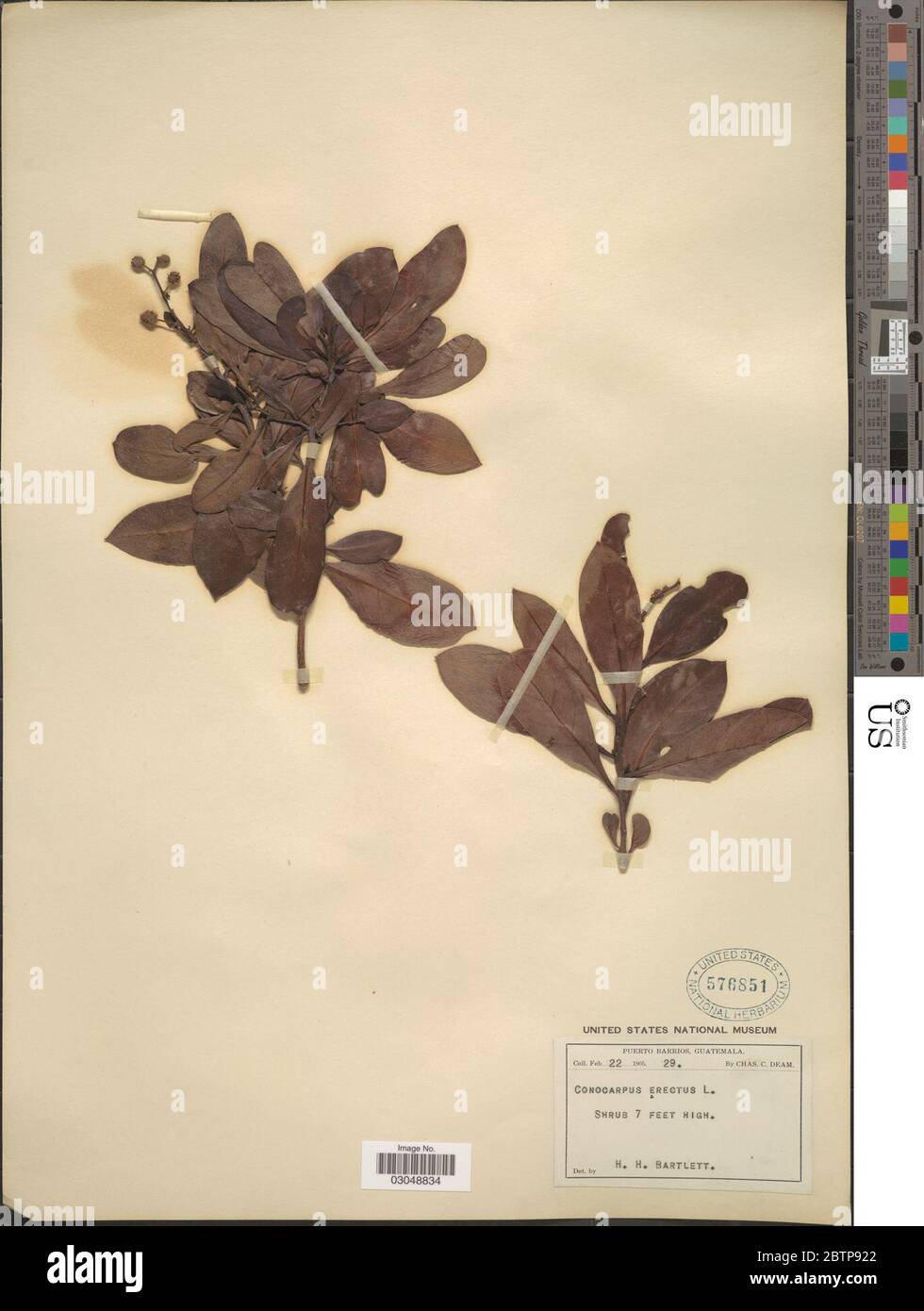 Conocarpus erecta L Stock Photo - Alamy