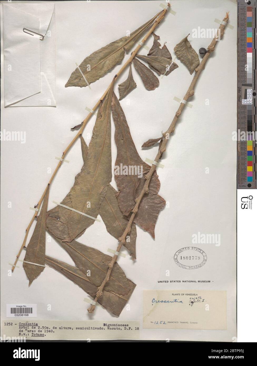 Crescentia cujete L Stock Photo - Alamy