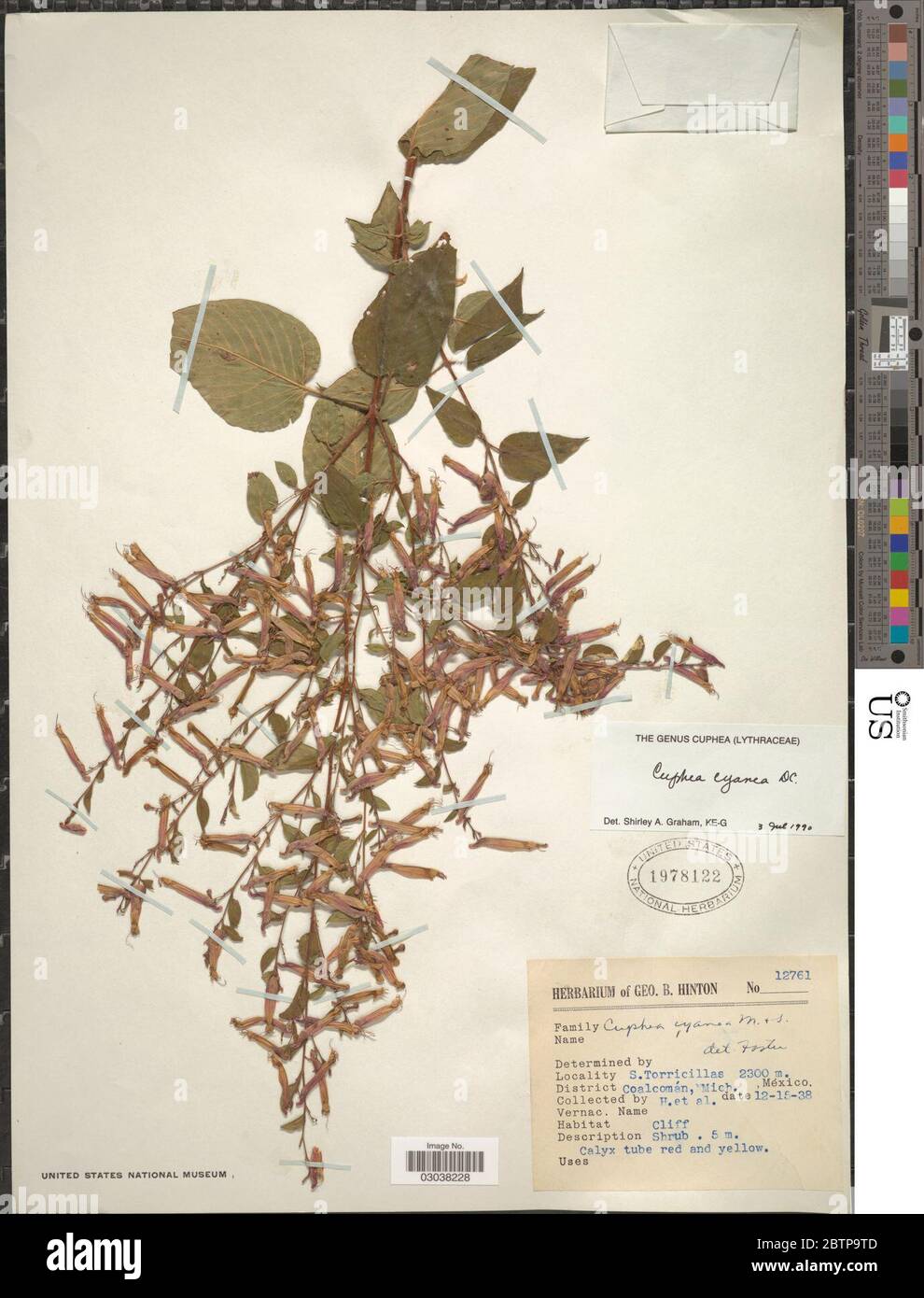 Cuphea cyanea DC Stock Photo - Alamy