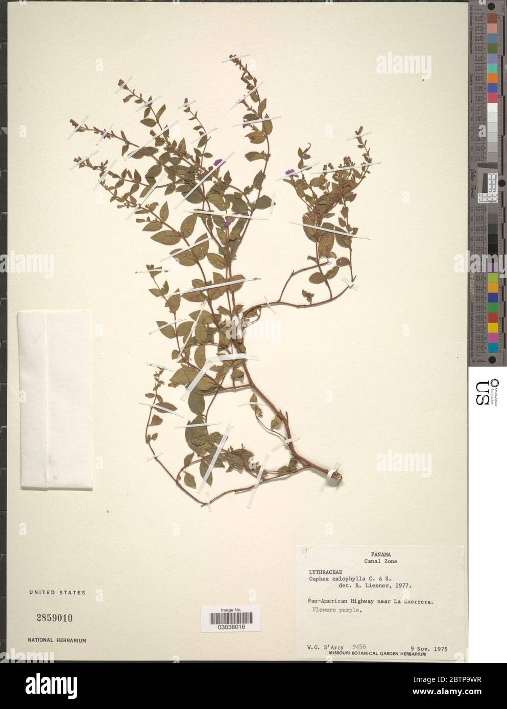 Calophylla hi-res stock photography and images - Alamy