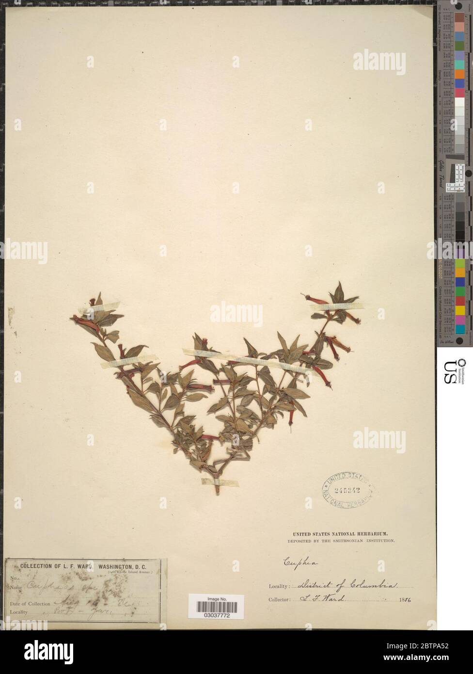 Cuphea platycentra Lem Stock Photo - Alamy