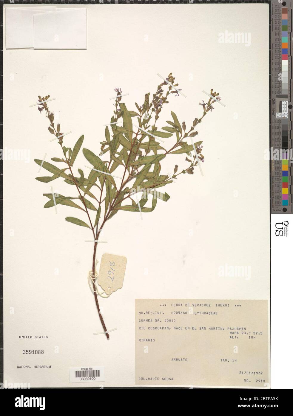 Cuphea sp hi-res stock photography and images - Alamy