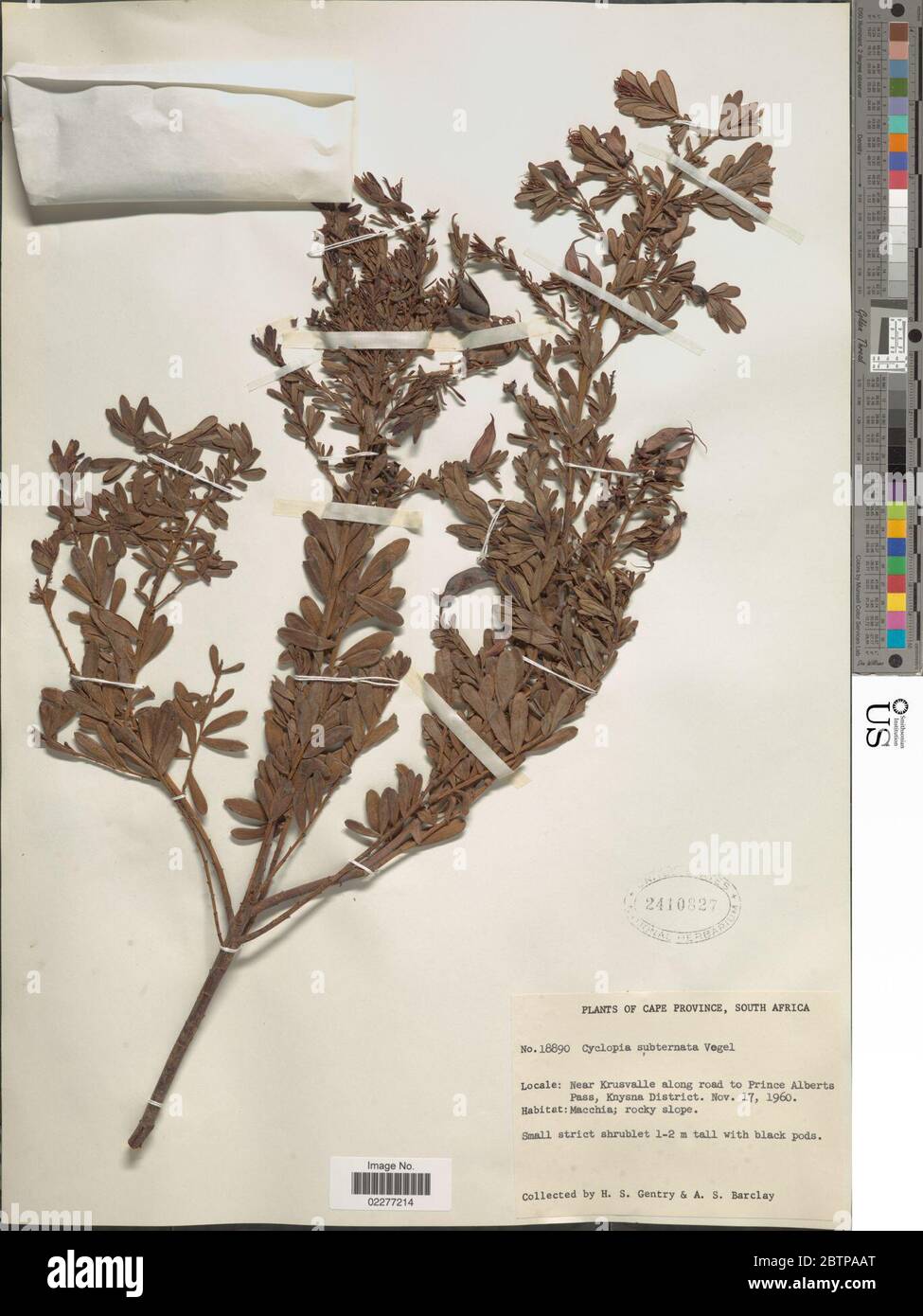 Cyclopia subternata Vogel Stock Photo - Alamy