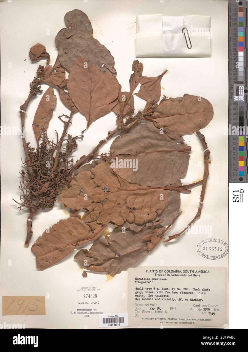 Curatella hi-res stock photography and images - Alamy