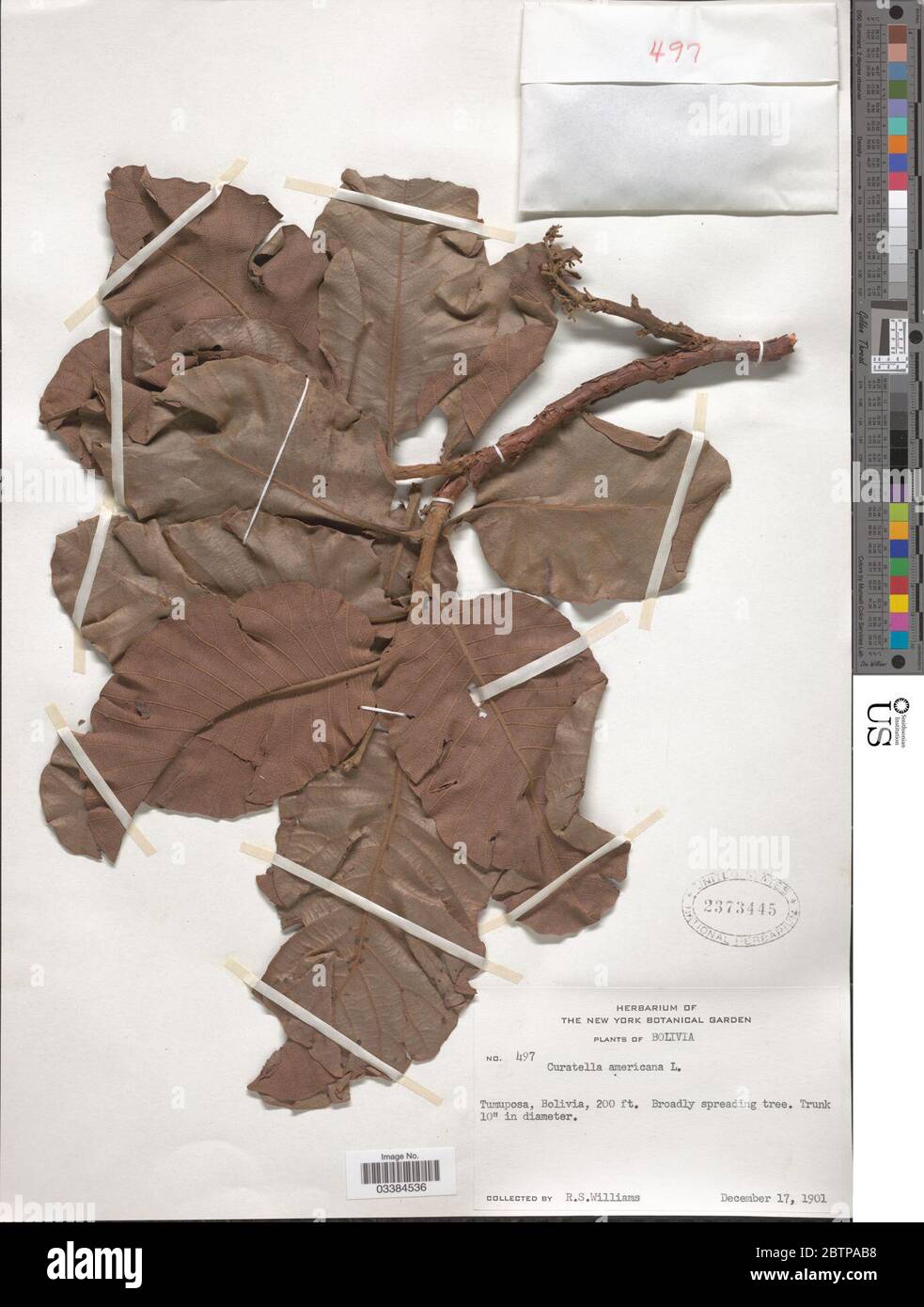 Curatella americana hi-res stock photography and images - Alamy