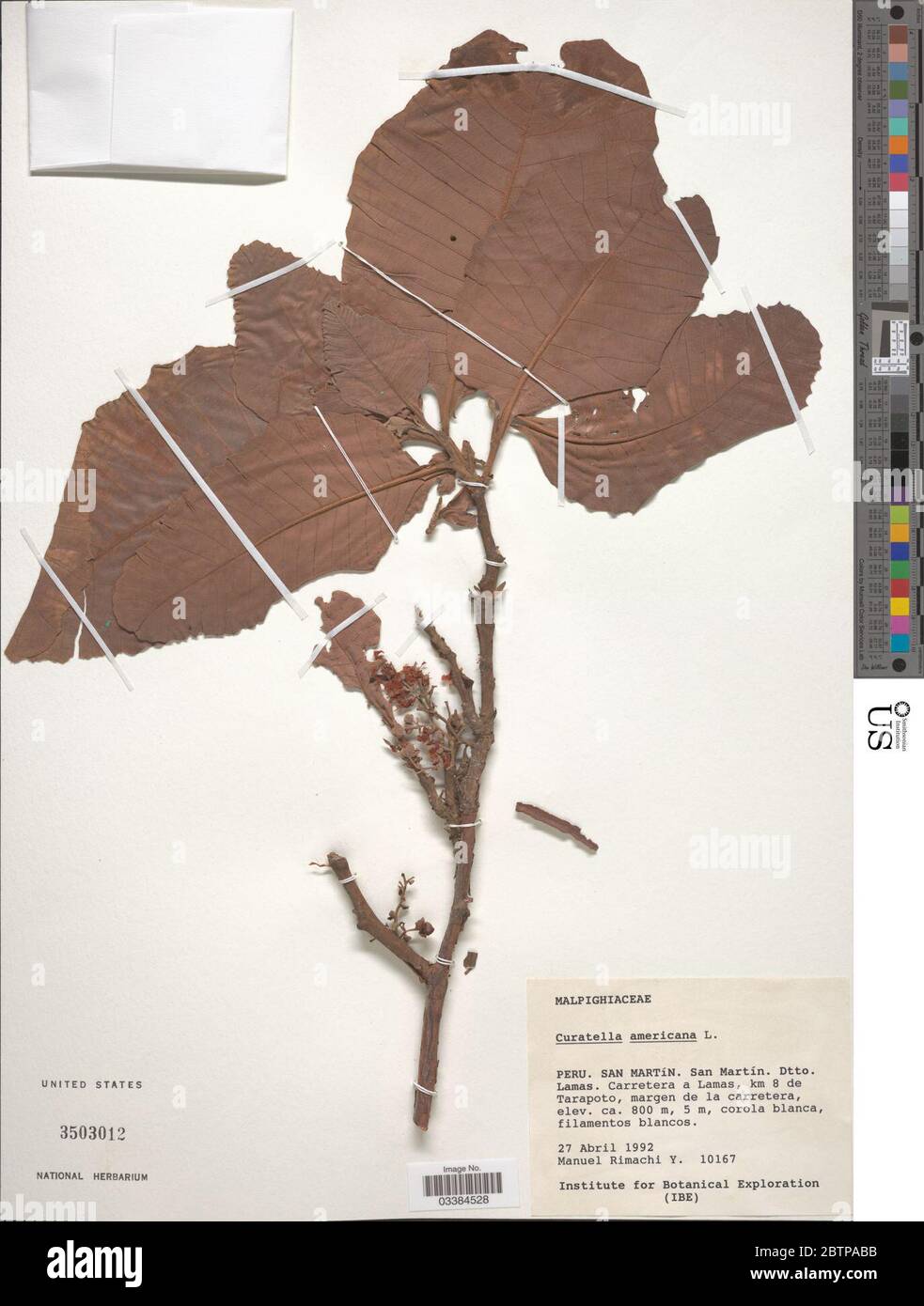 Curatella americana hi-res stock photography and images - Alamy