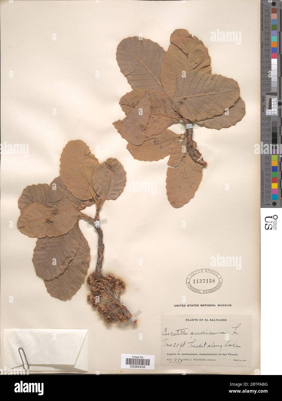 Curatella hi-res stock photography and images - Alamy