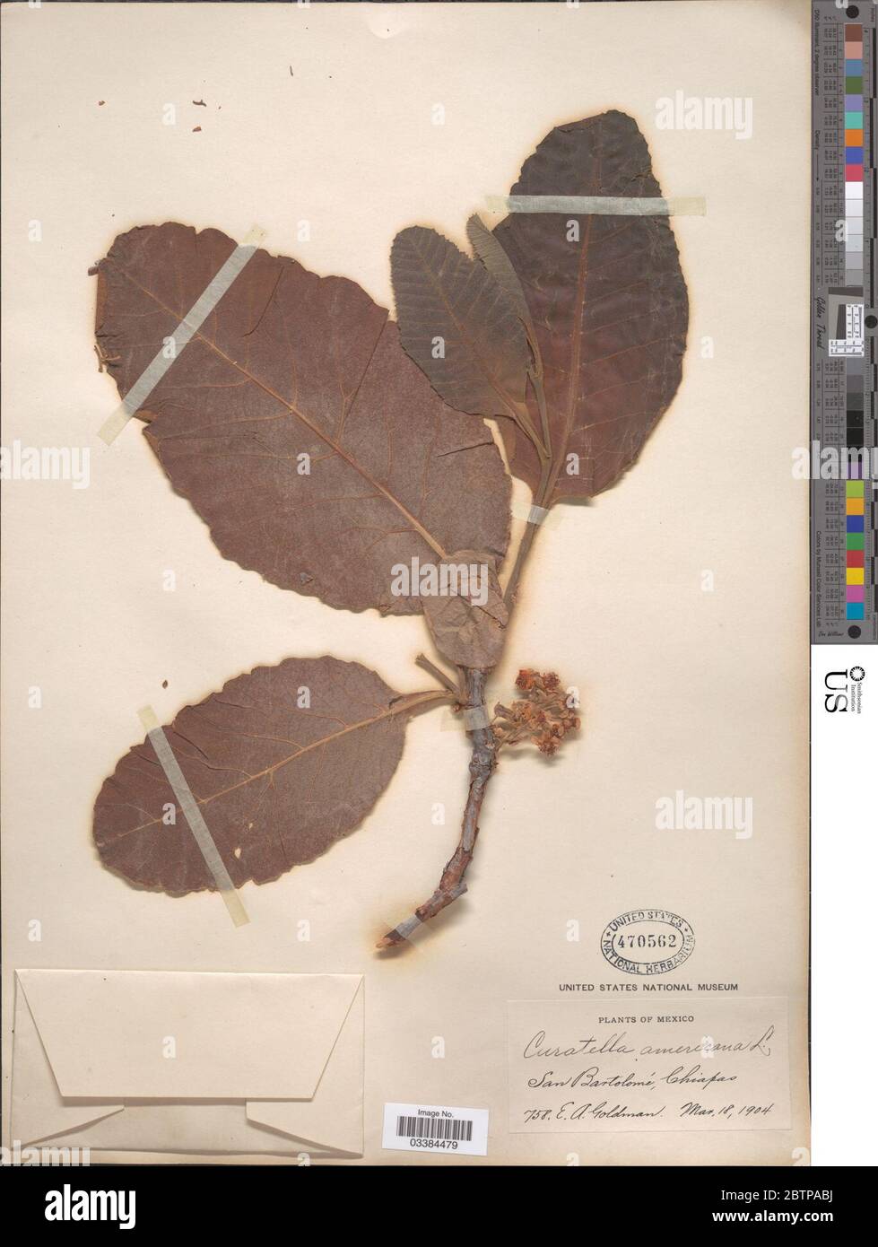 Curatella hi-res stock photography and images - Alamy