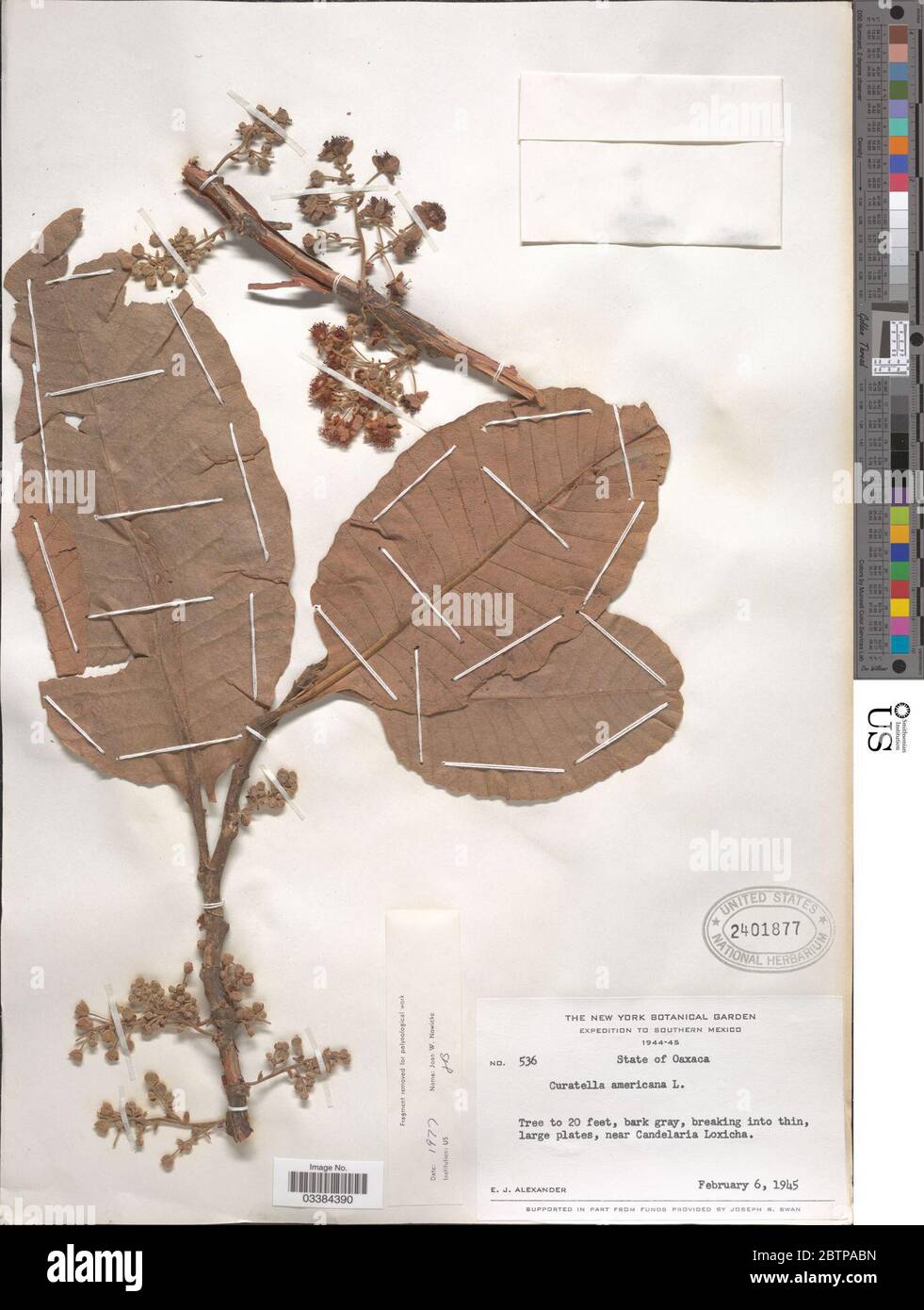 Curatella hi-res stock photography and images - Alamy