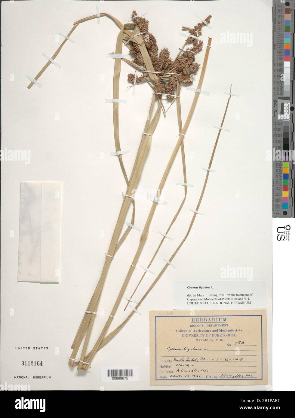Cyperus ligularis L Stock Photo - Alamy