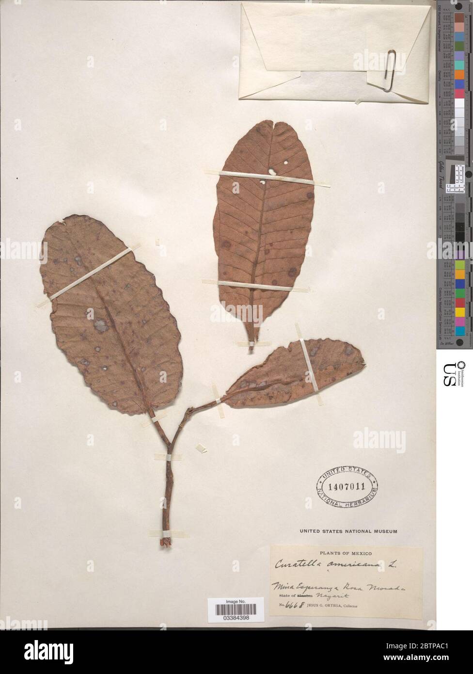 Curatella americana hi-res stock photography and images - Alamy