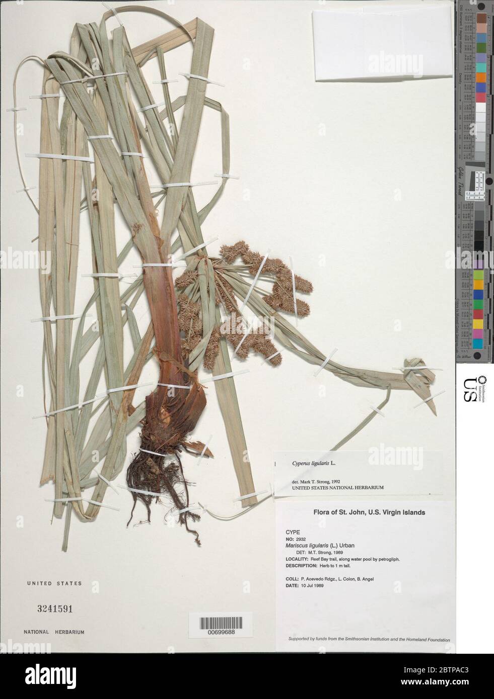 Cyperus ligularis L Stock Photo - Alamy