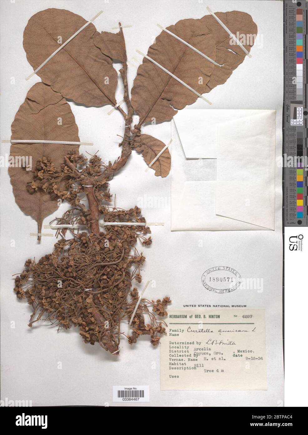 Curatella hi-res stock photography and images - Alamy