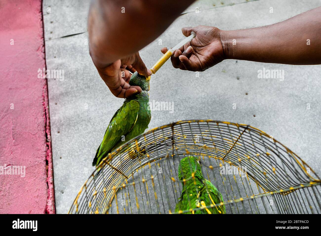 A Colombian bird vendor force-feeds an Amazon parrot, injecting liquid ...