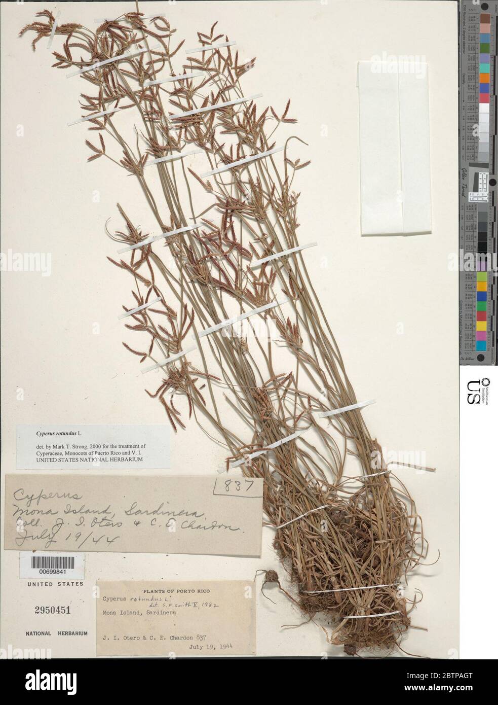 Cyperus rotundus High Resolution Stock Photography and Images - Alamy