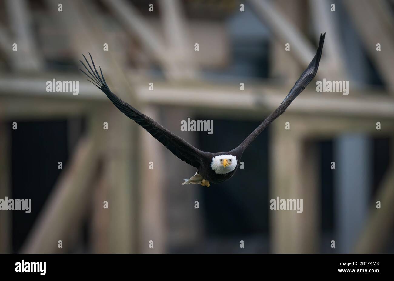 Bald eagle flying close up hi-res stock photography and images - Alamy
