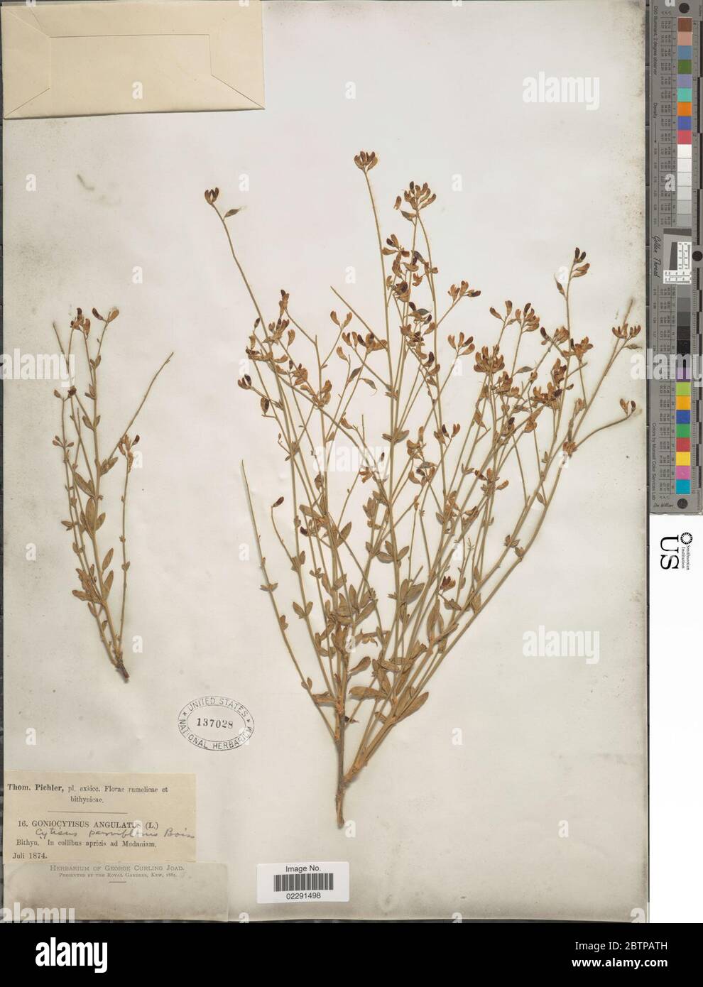 Cytisus s hi-res stock photography and images - Alamy