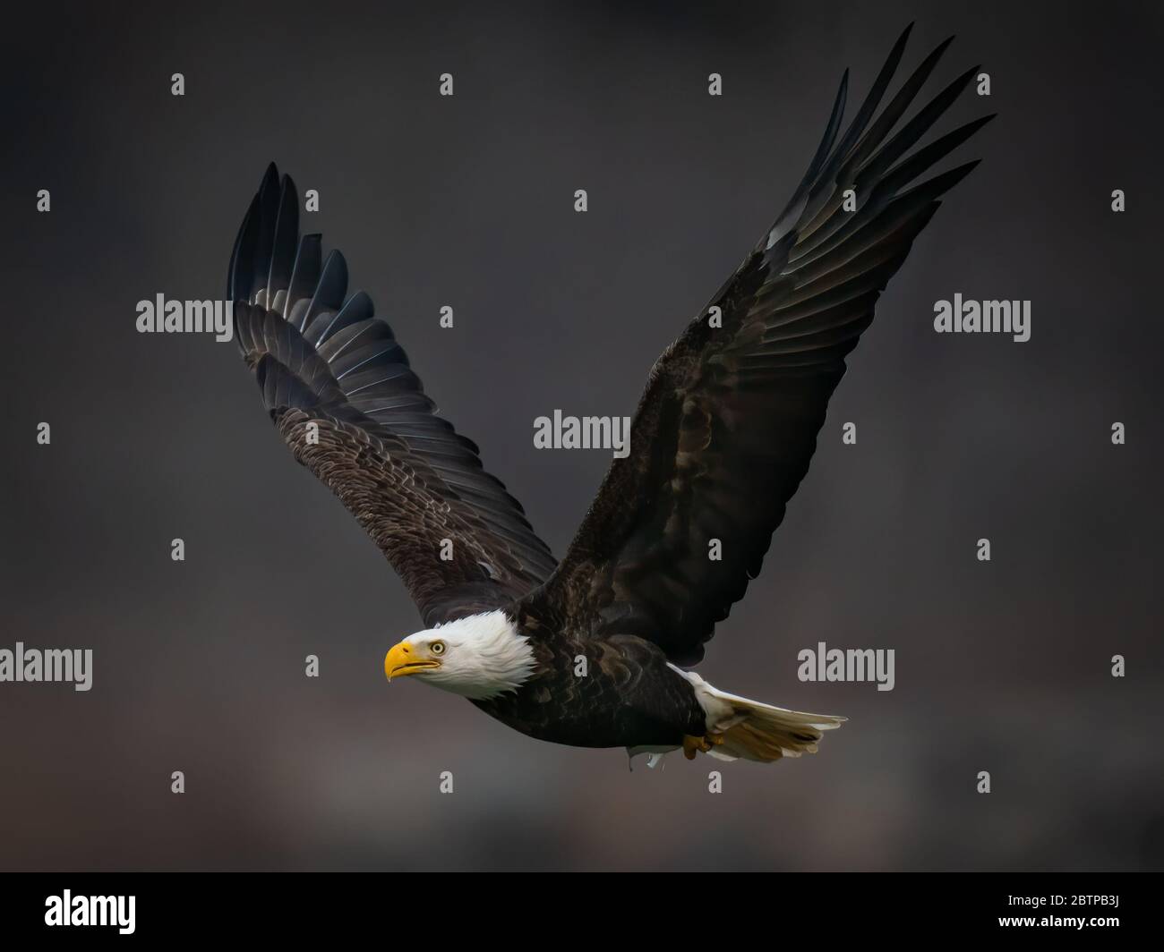 Close up side view of a Bald Eagle flying in dark background above the ...