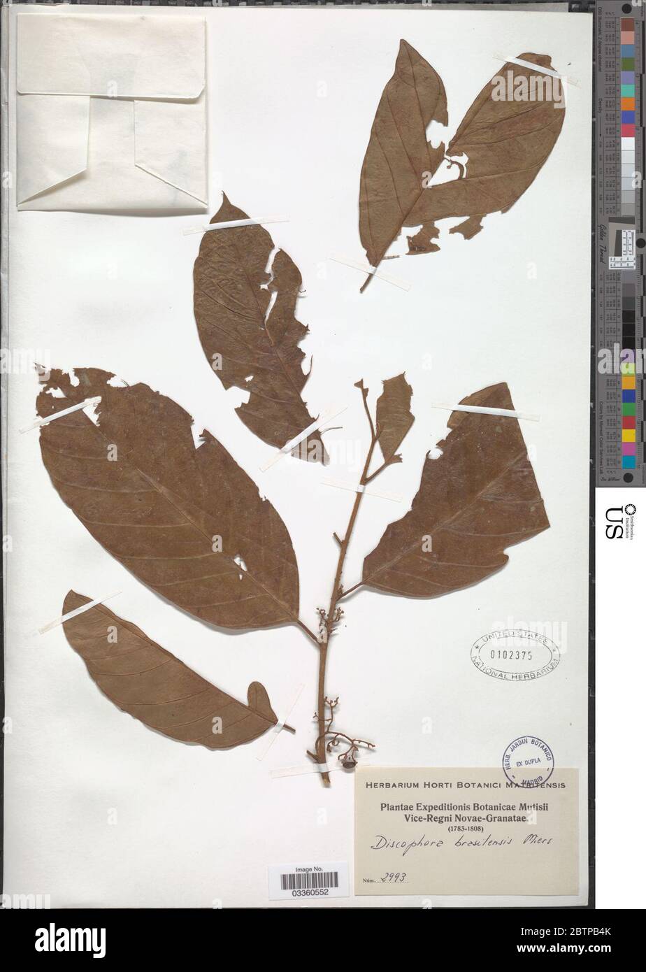 Discophora hi-res stock photography and images - Alamy