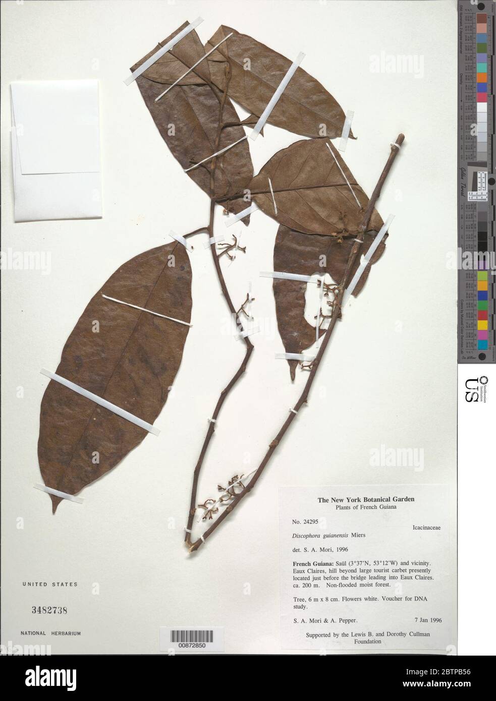 Discophora hi-res stock photography and images - Alamy