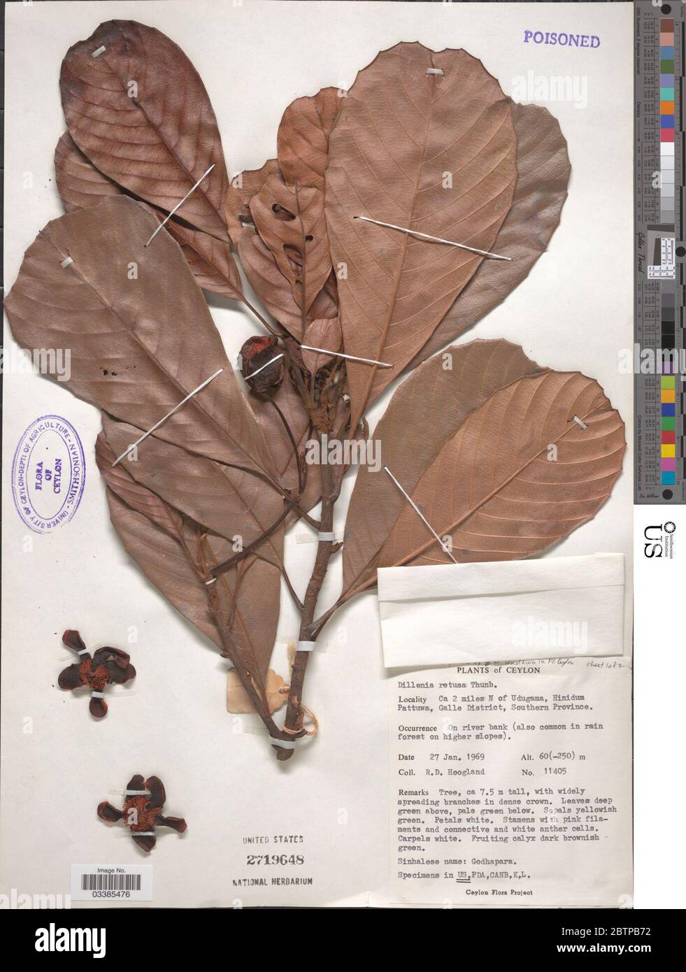 Dillenia retusa hi-res stock photography and images - Alamy