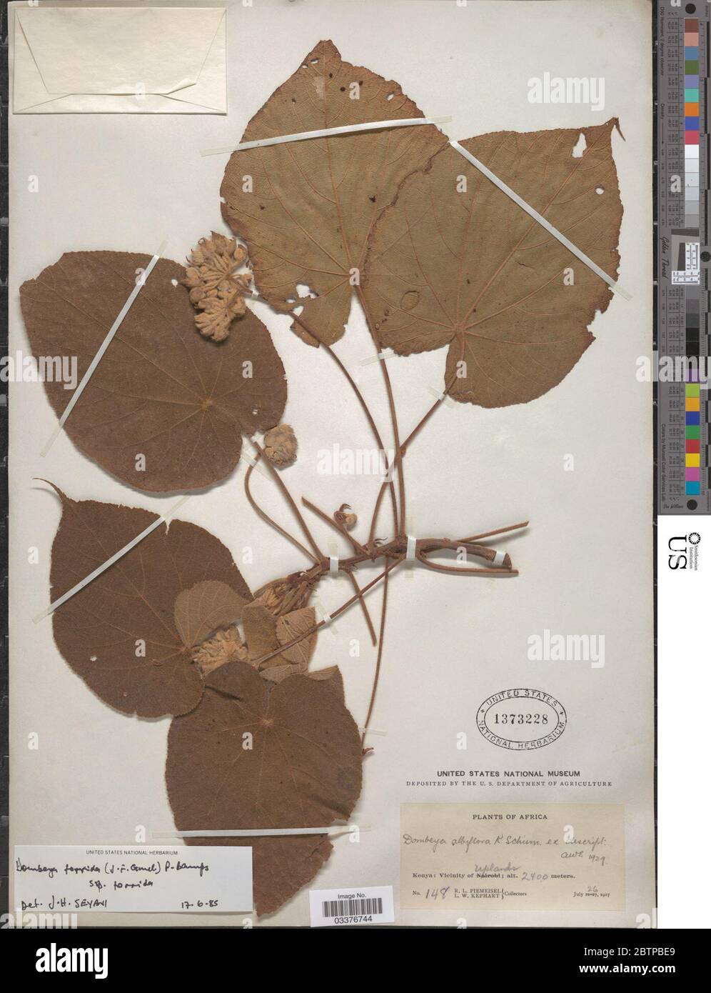 Dombeya torrida hi-res stock photography and images - Alamy