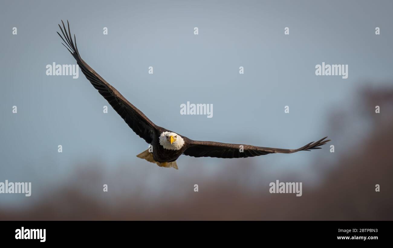 Close up view of a Bald Eagle spreading wings against blue sky above ...