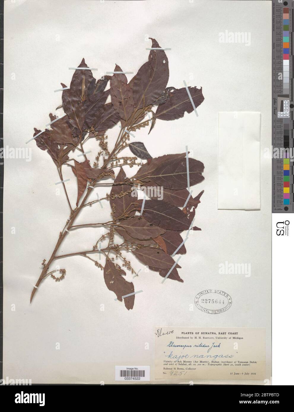 Nitidus hi-res stock photography and images - Alamy