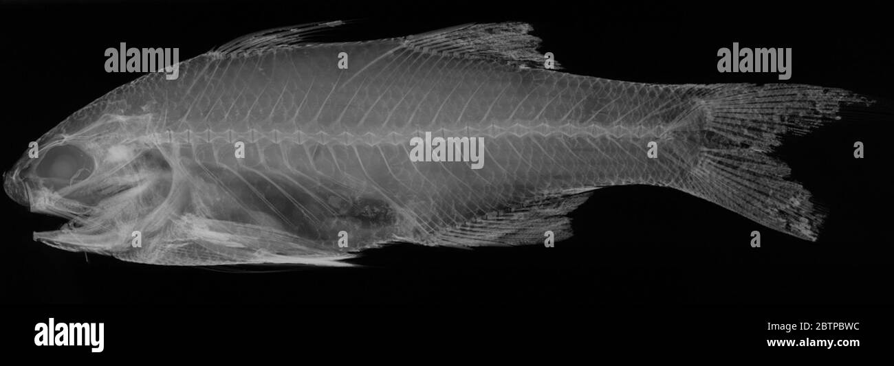 Polydactylus Black and White Stock Photos & Images - Alamy